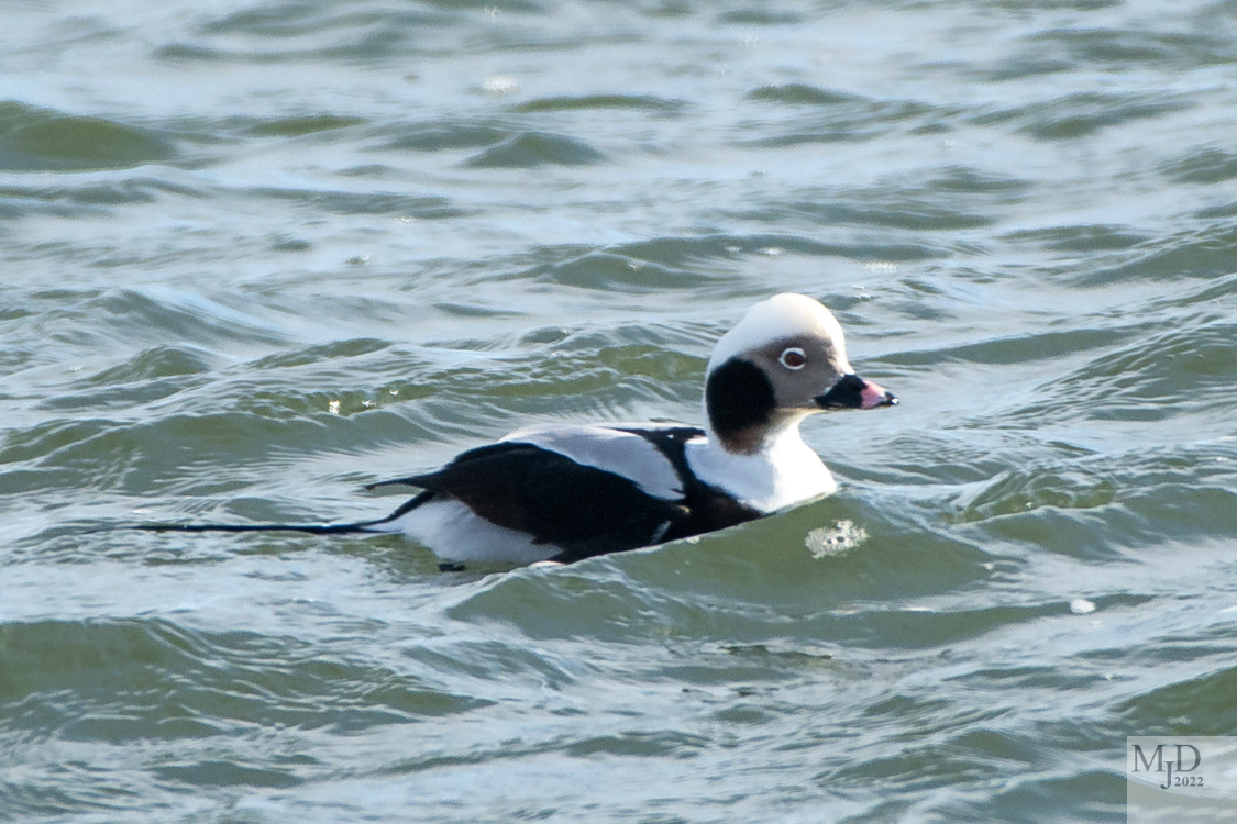 Winter Visitor – Surf Scoter – Birds in My Viewfinder