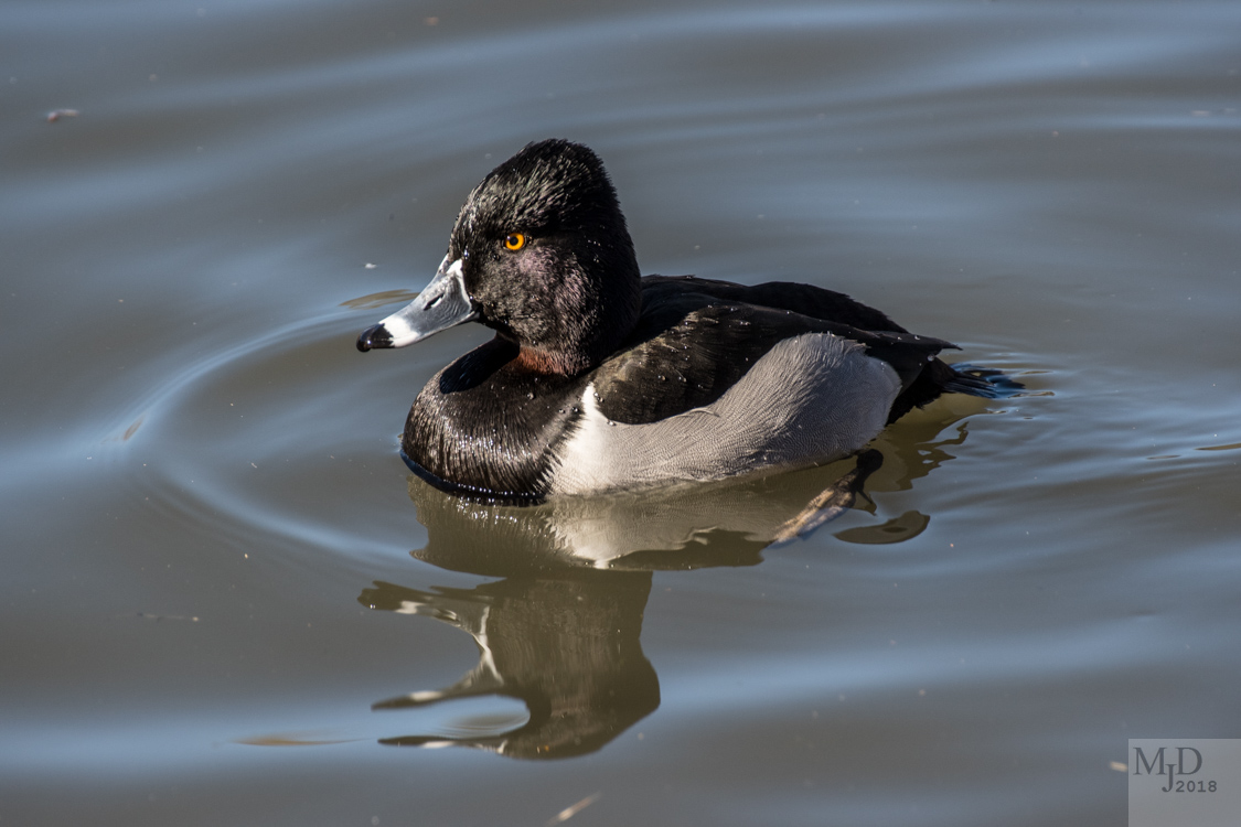 Ring-necked Duck – Birds in My Viewfinder