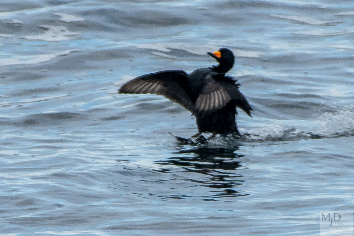 Landing Technique – Birds in My Viewfinder