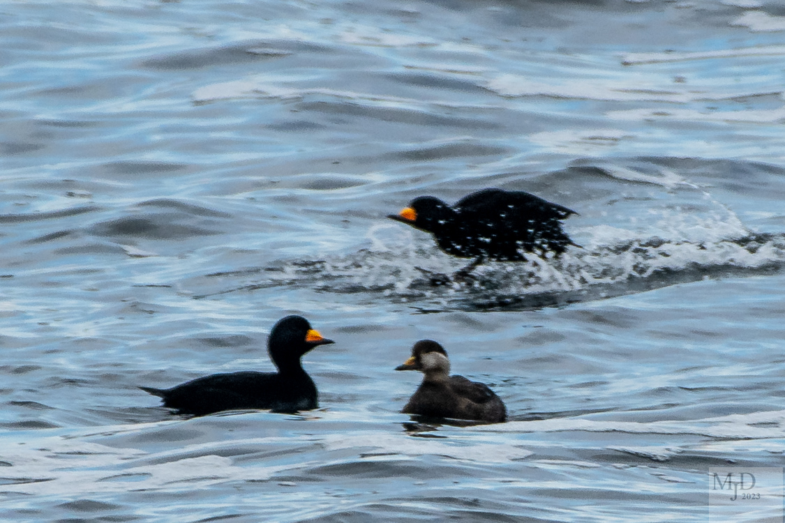 Landing Technique – Birds in My Viewfinder