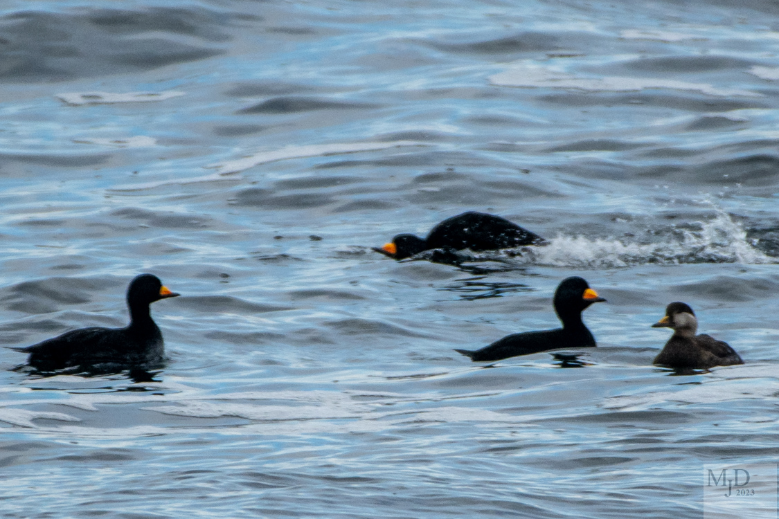 Landing Technique – Birds in My Viewfinder