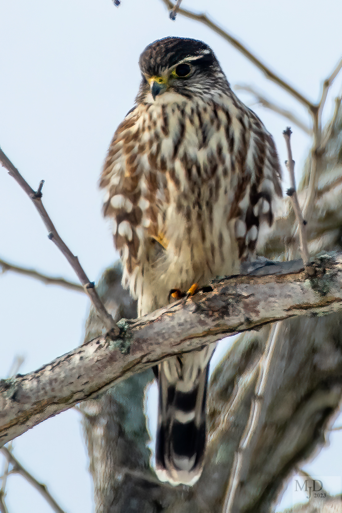 Merlin – Birds in My Viewfinder