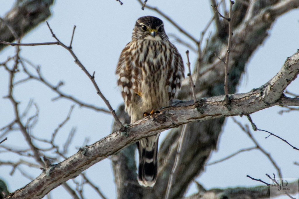 Merlin – Birds in My Viewfinder