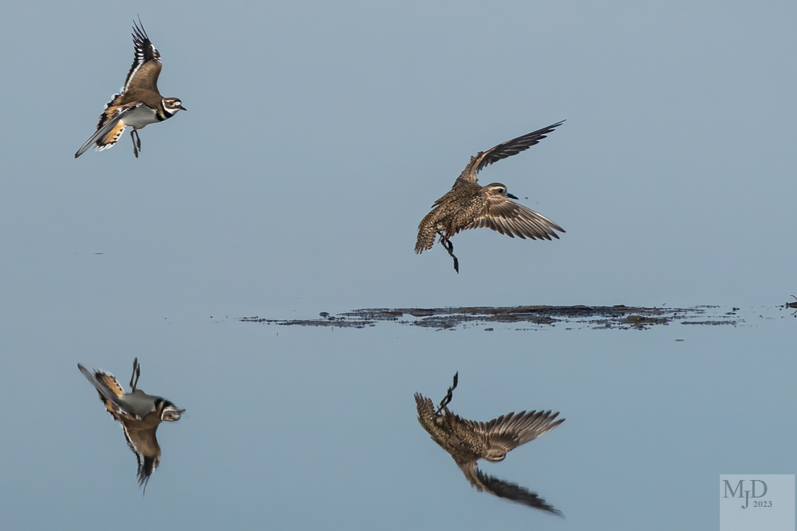 Shorebird Mix – Birds in My Viewfinder