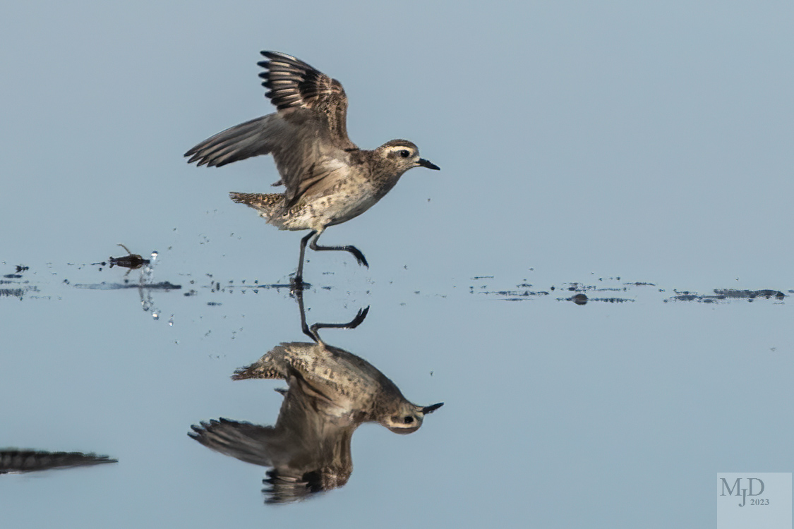 Shorebird Mix – Birds in My Viewfinder
