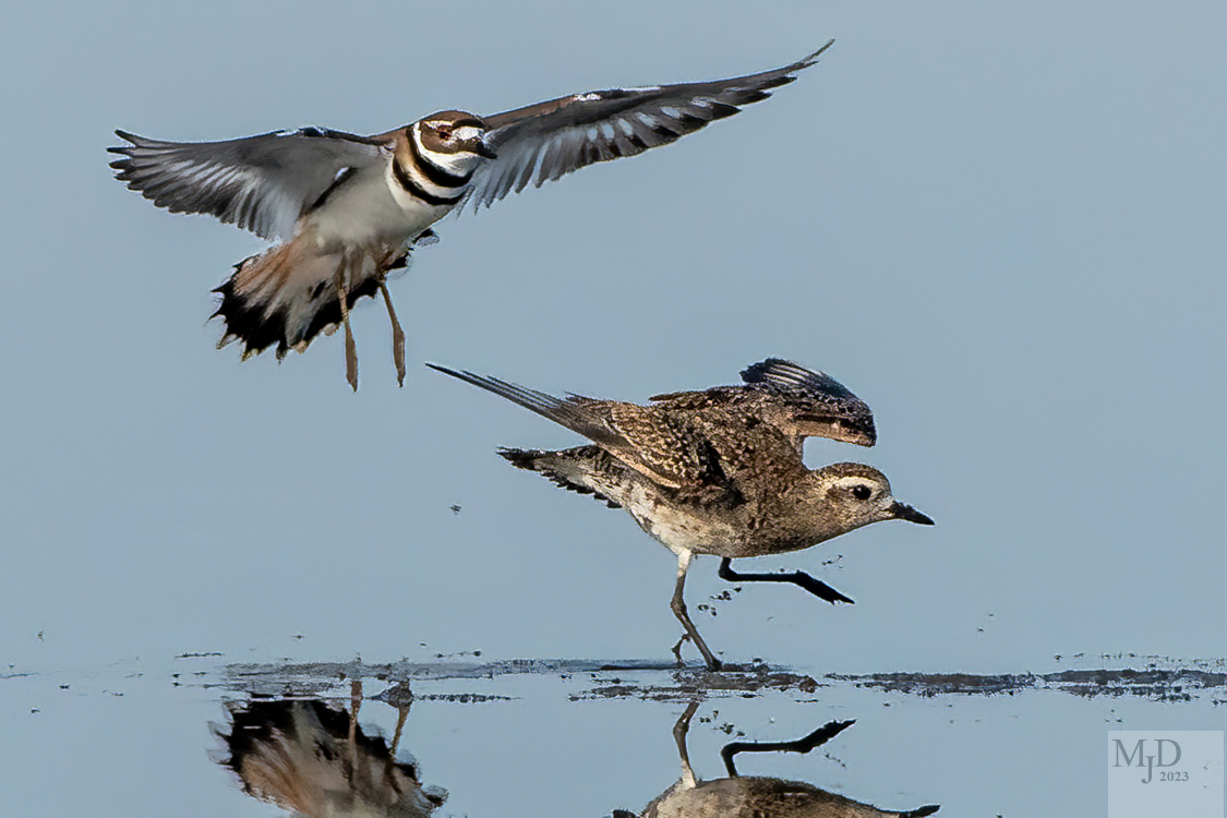 Shorebird Mix – Birds in My Viewfinder