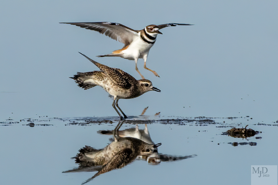 Shorebird Mix – Birds in My Viewfinder