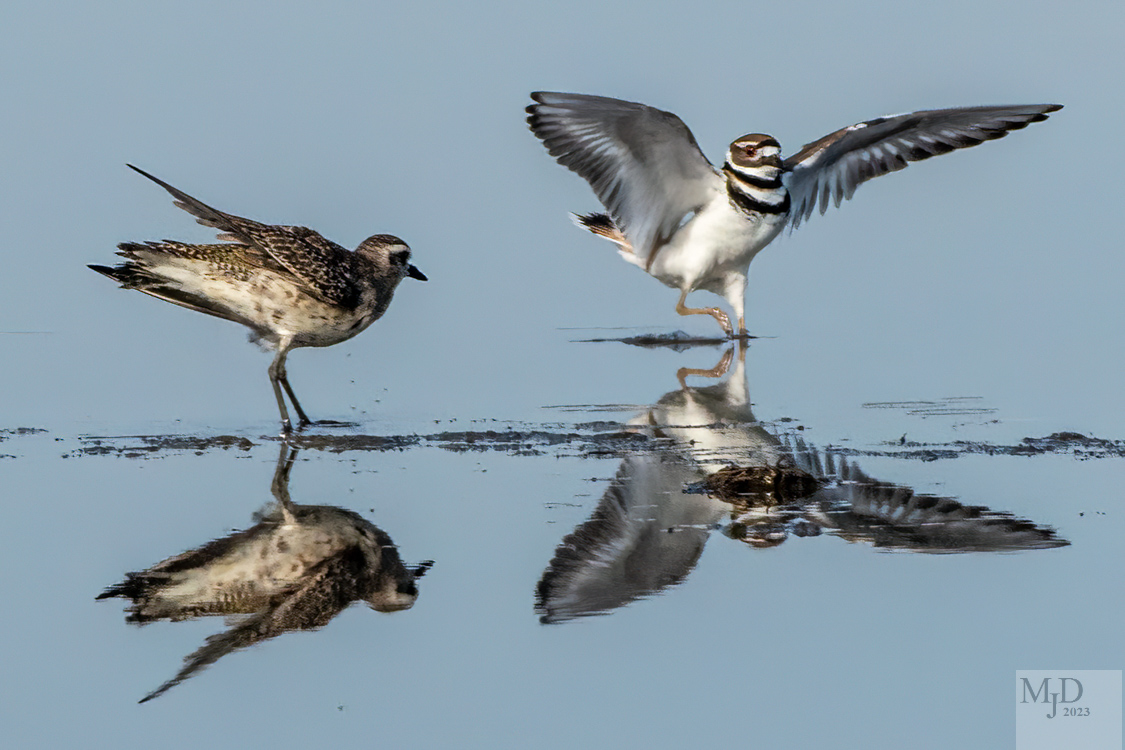 Shorebird Mix – Birds in My Viewfinder
