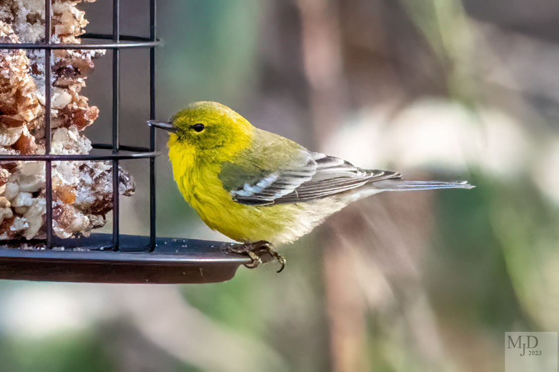 Signs of Spring at the Feeders – Birds in My Viewfinder