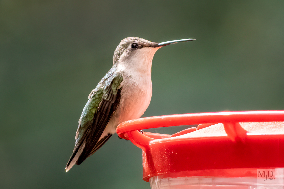 Summer Resident – Hummingbird – Birds in My Viewfinder