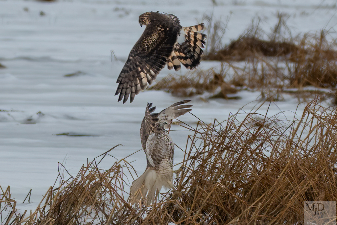 Raptor Battle – Birds in My Viewfinder