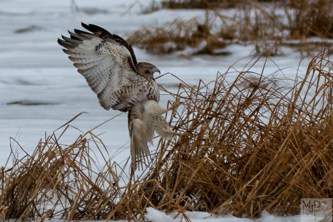 Raptor Battle – Birds in My Viewfinder