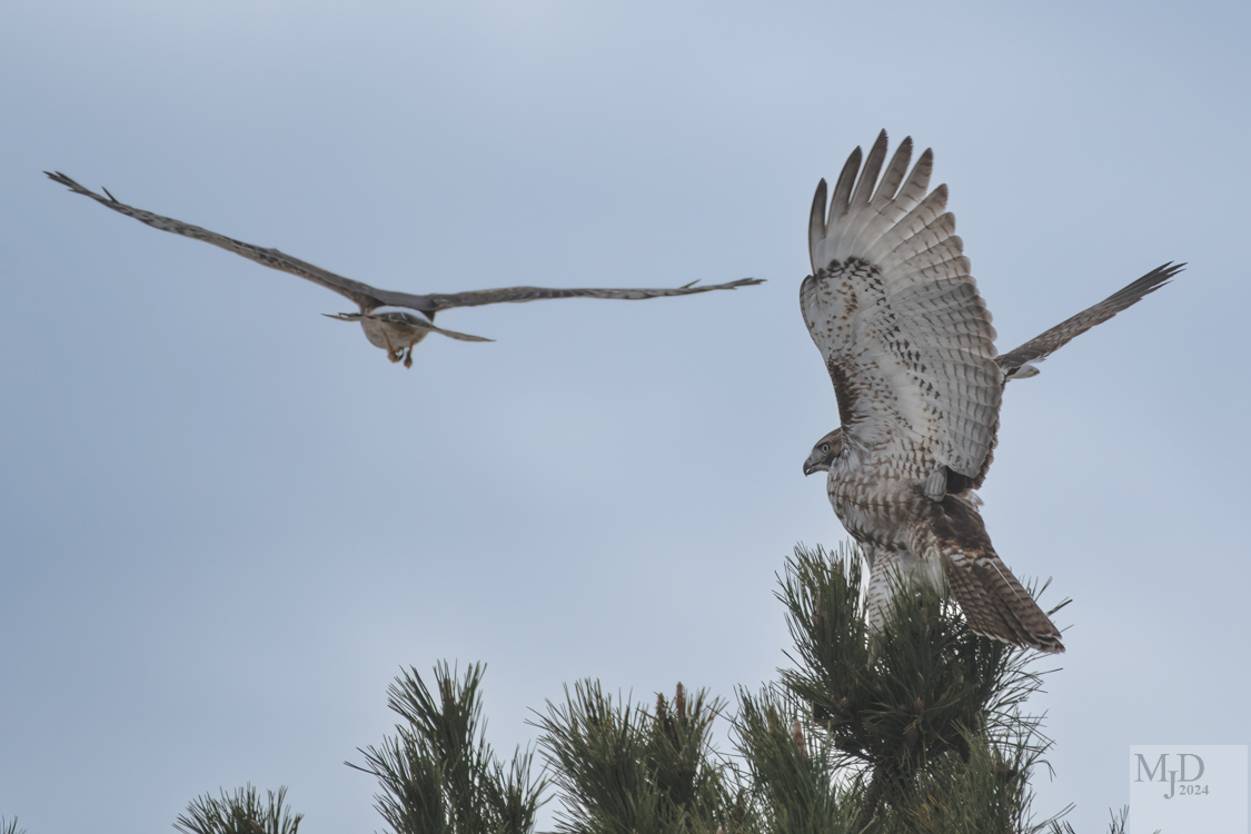 Raptor Battle – Birds in My Viewfinder