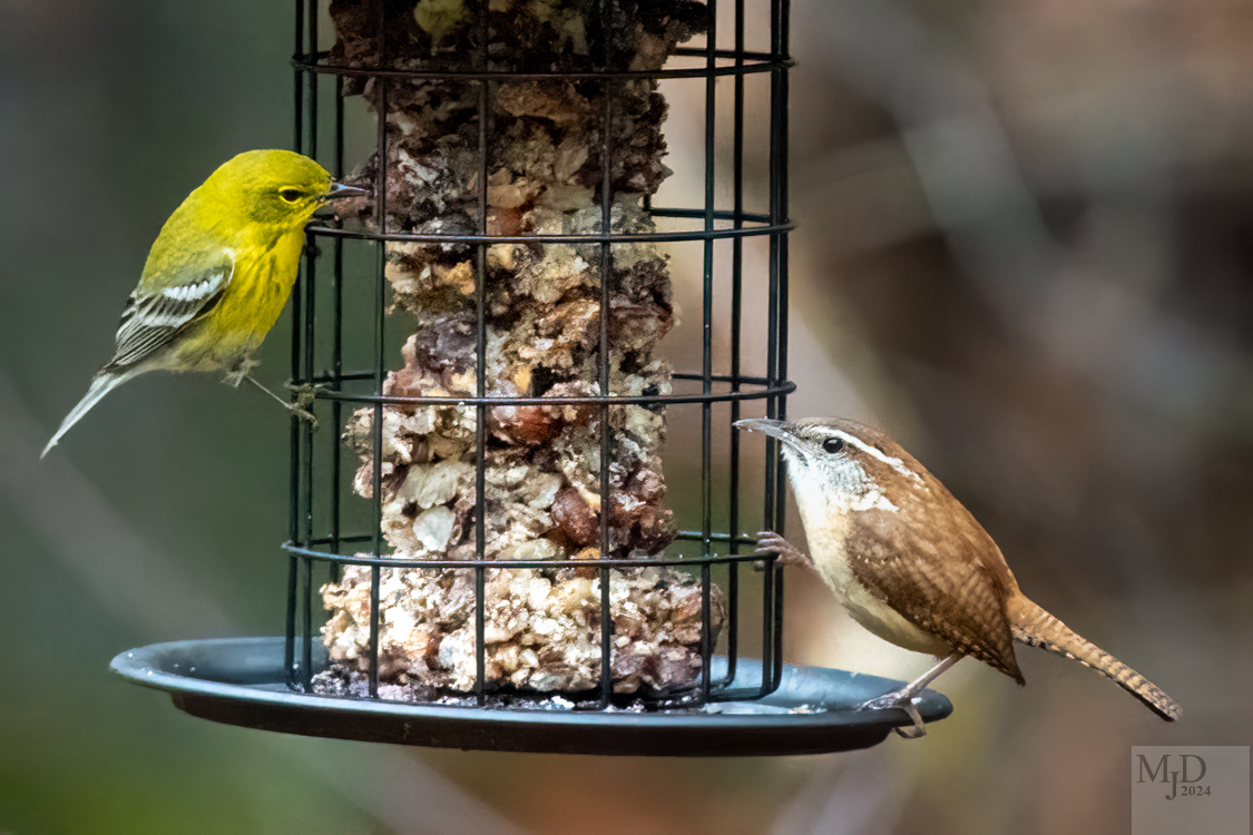 Feeder Friends – Birds in My Viewfinder