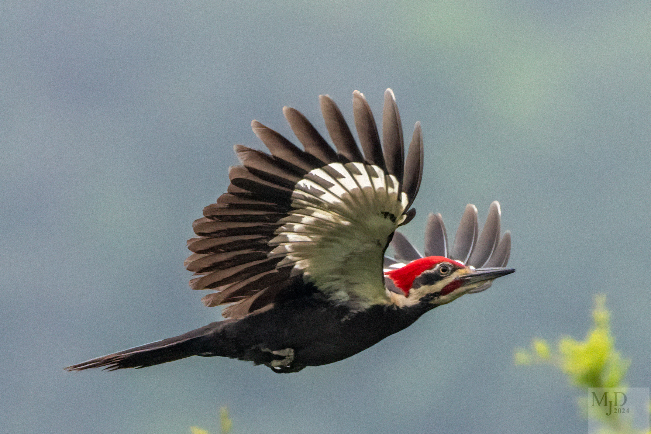 Feathered Action – Pileated Woodpecker – Birds in My Viewfinder