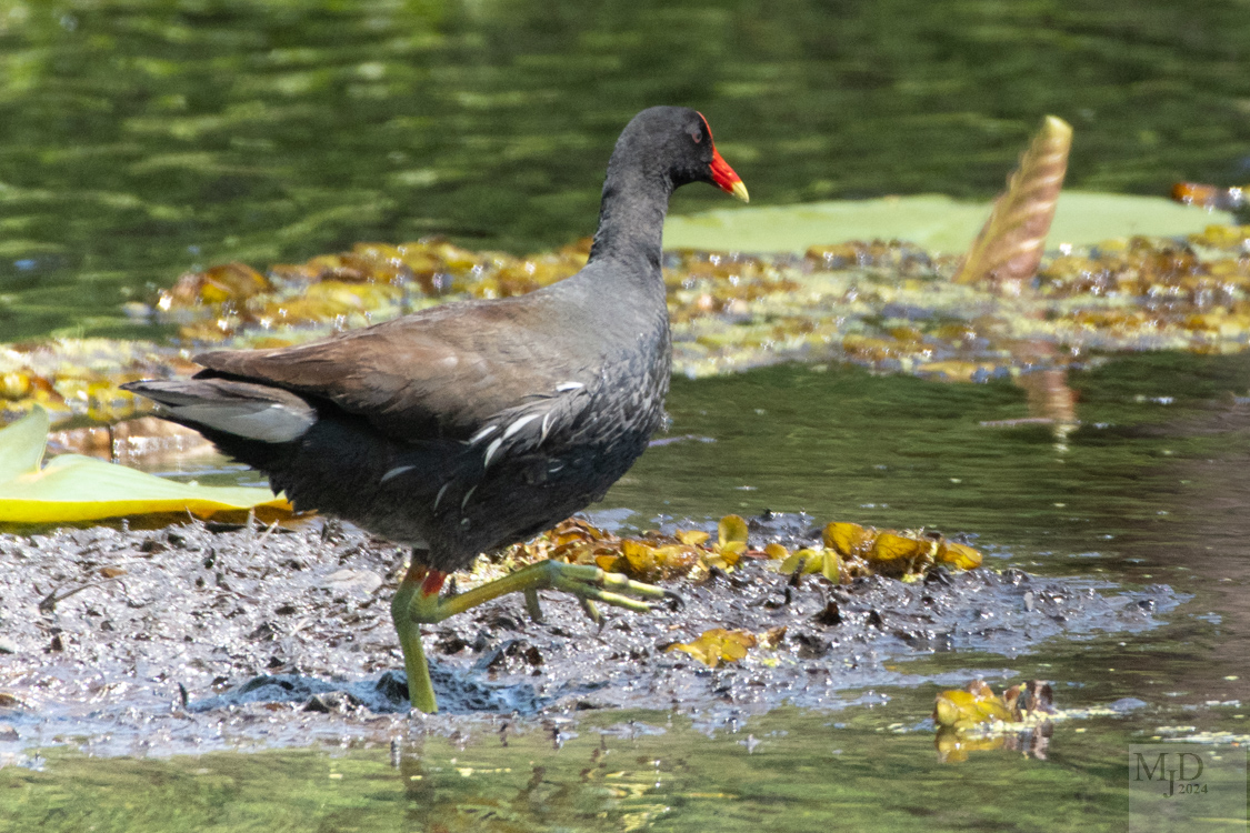 Snapshots – Common Gallinule – Birds in My Viewfinder