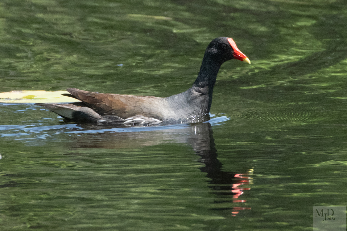 Snapshots – Common Gallinule – Birds in My Viewfinder