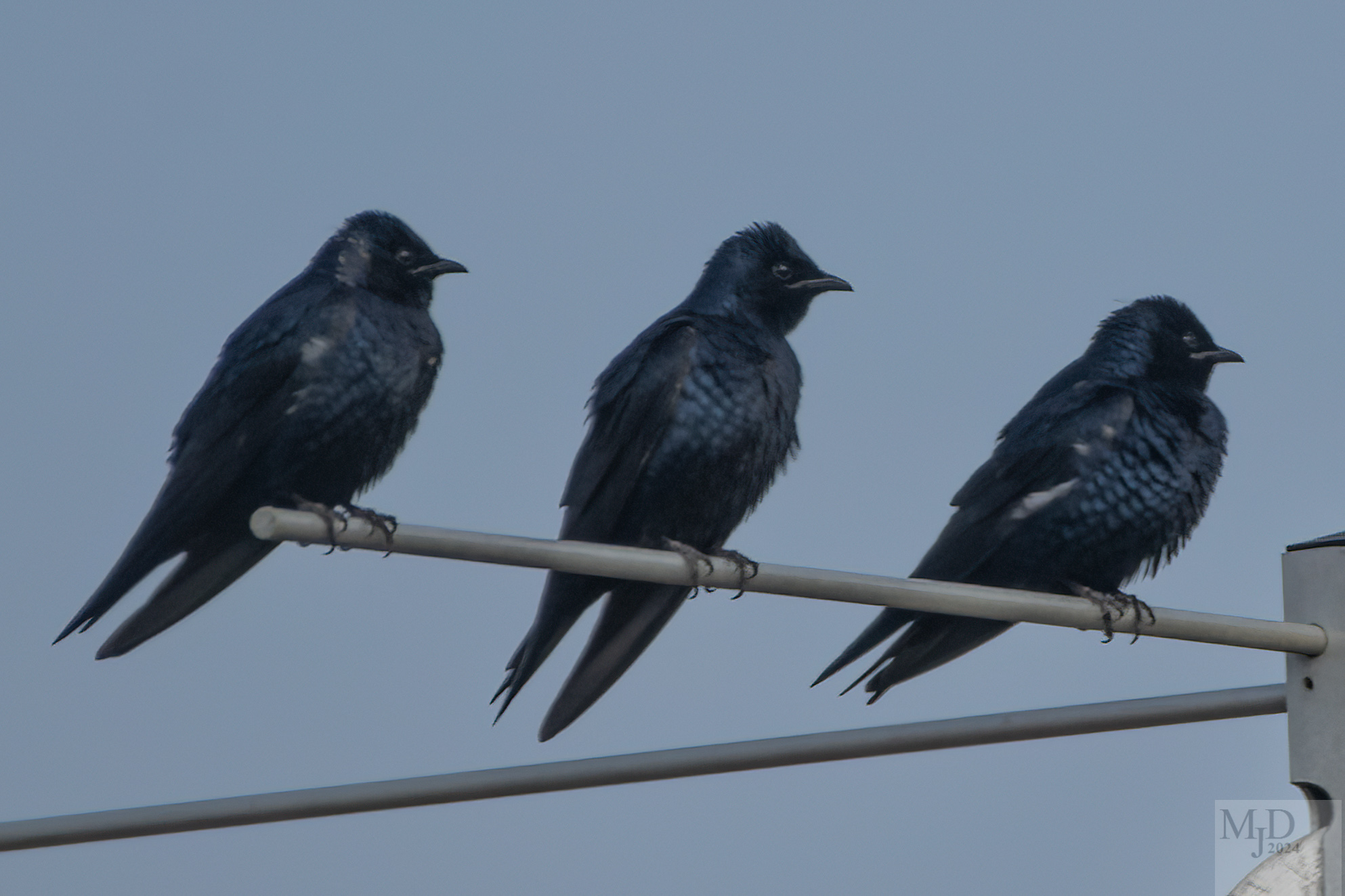 Snapshot – Purple Martin – Birds in My Viewfinder