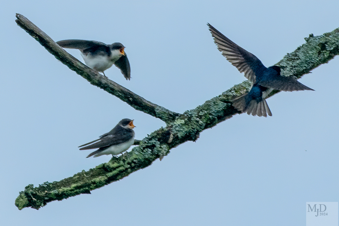 Feathered Action – Tree Swallow – Birds in My Viewfinder