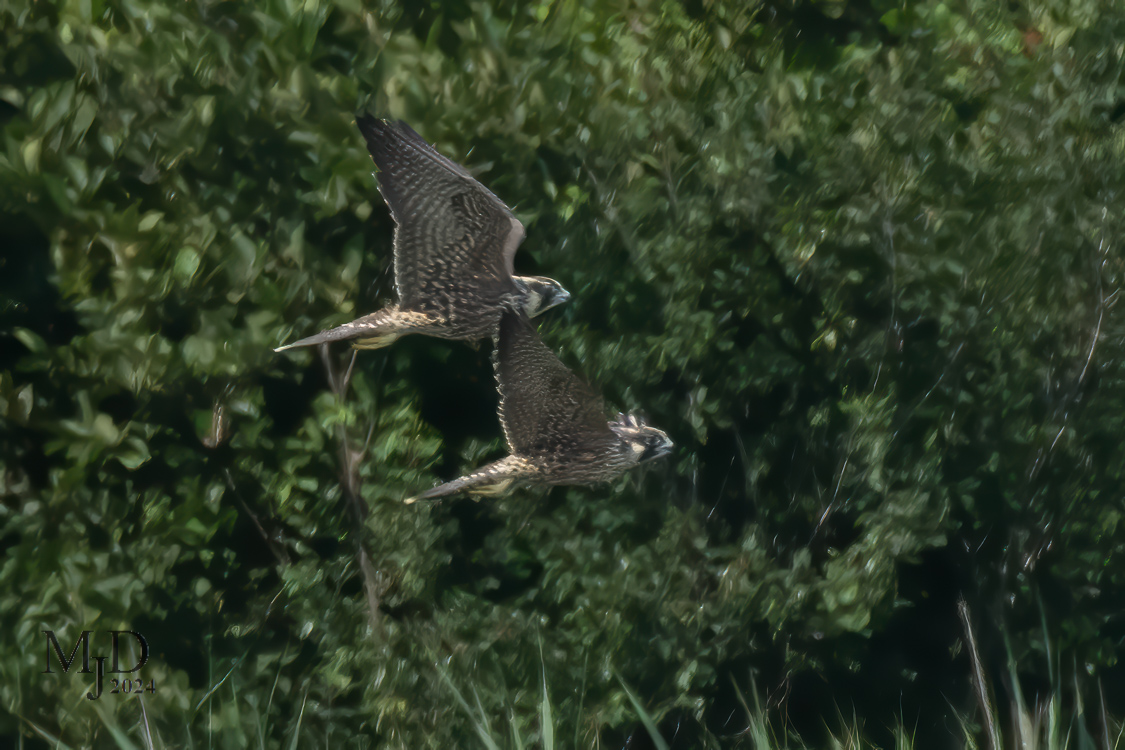 Snapshots: Peregrine Falcon – Birds in My Viewfinder