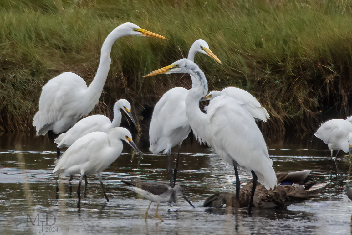 Snapshot: Egrets – Birds in My Viewfinder