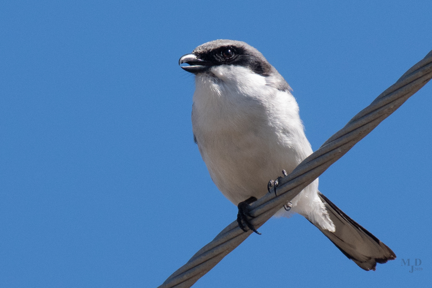 Snapshot: Loggerhead Shrike – Birds in My Viewfinder