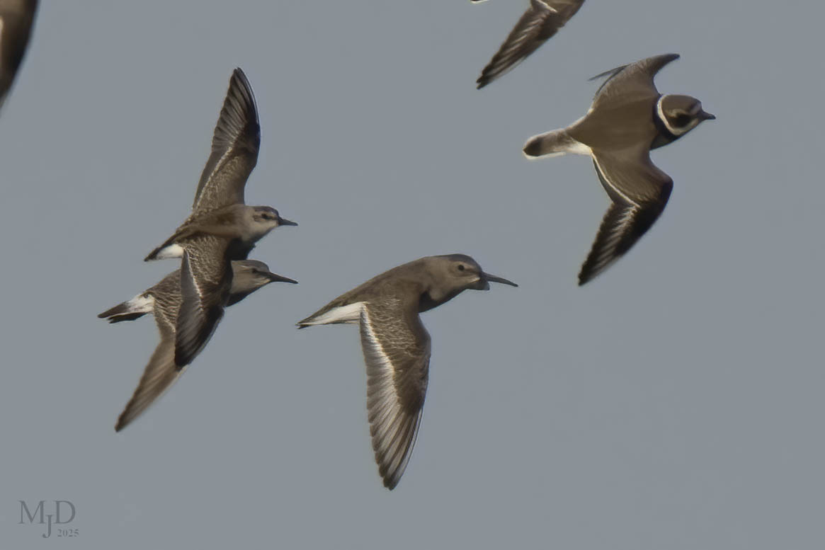 Snapshot: Mixed Flock – Birds in My Viewfinder